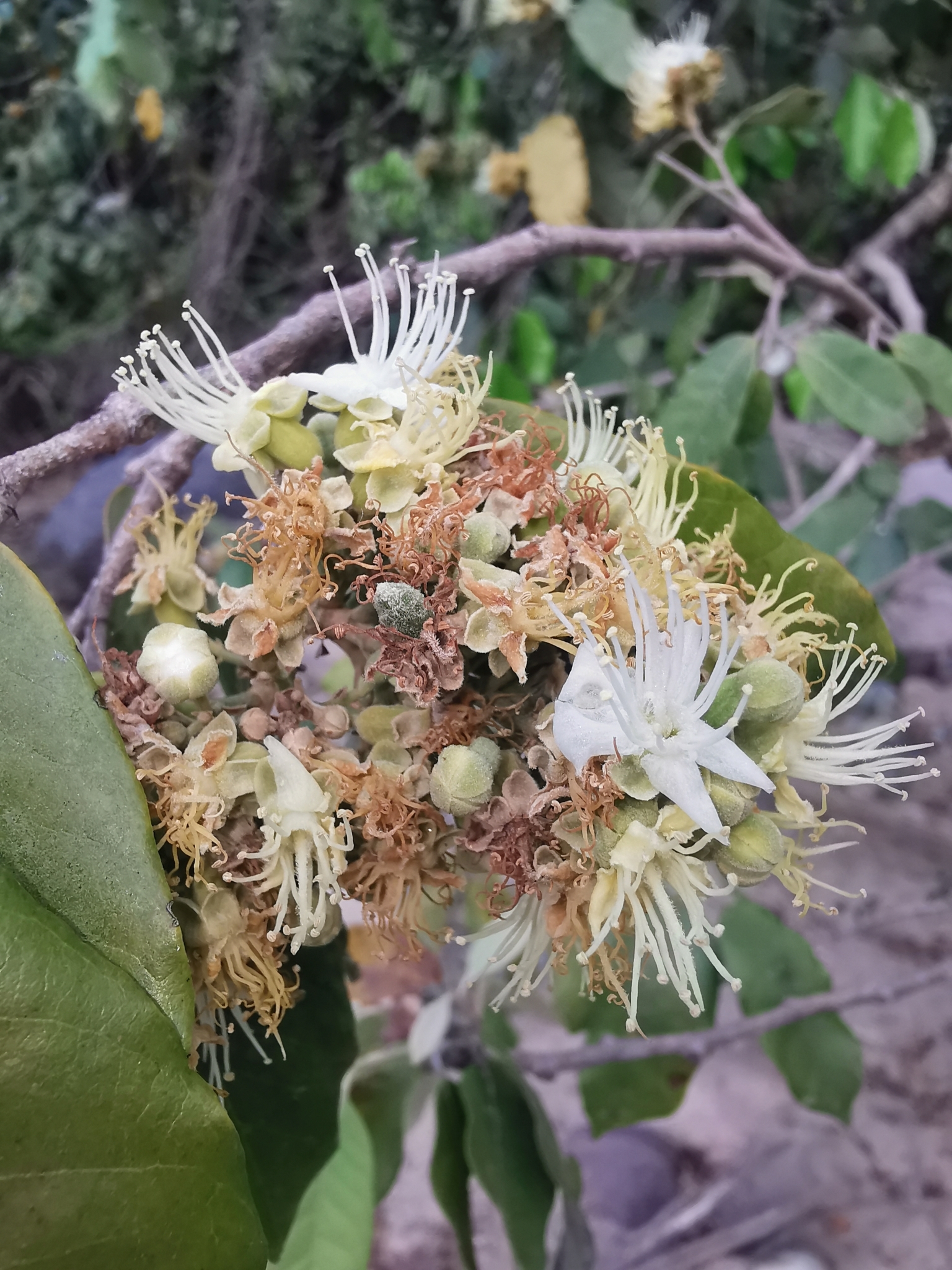 Couepia polyandra (Kunth) Rose