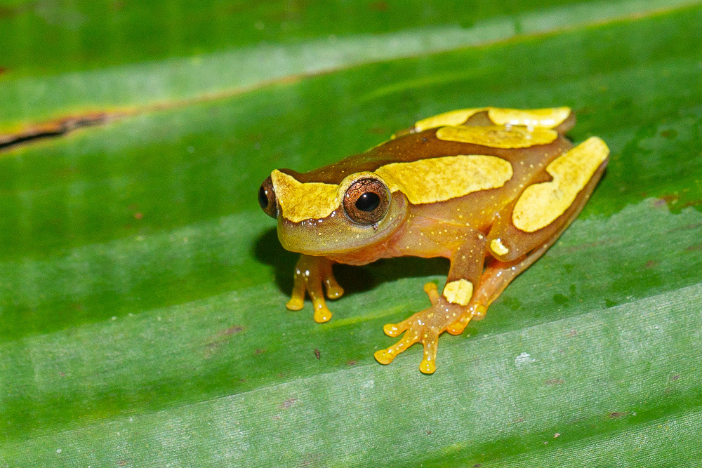 Dendropsophus leucophyllatus (Beireis, 1783)