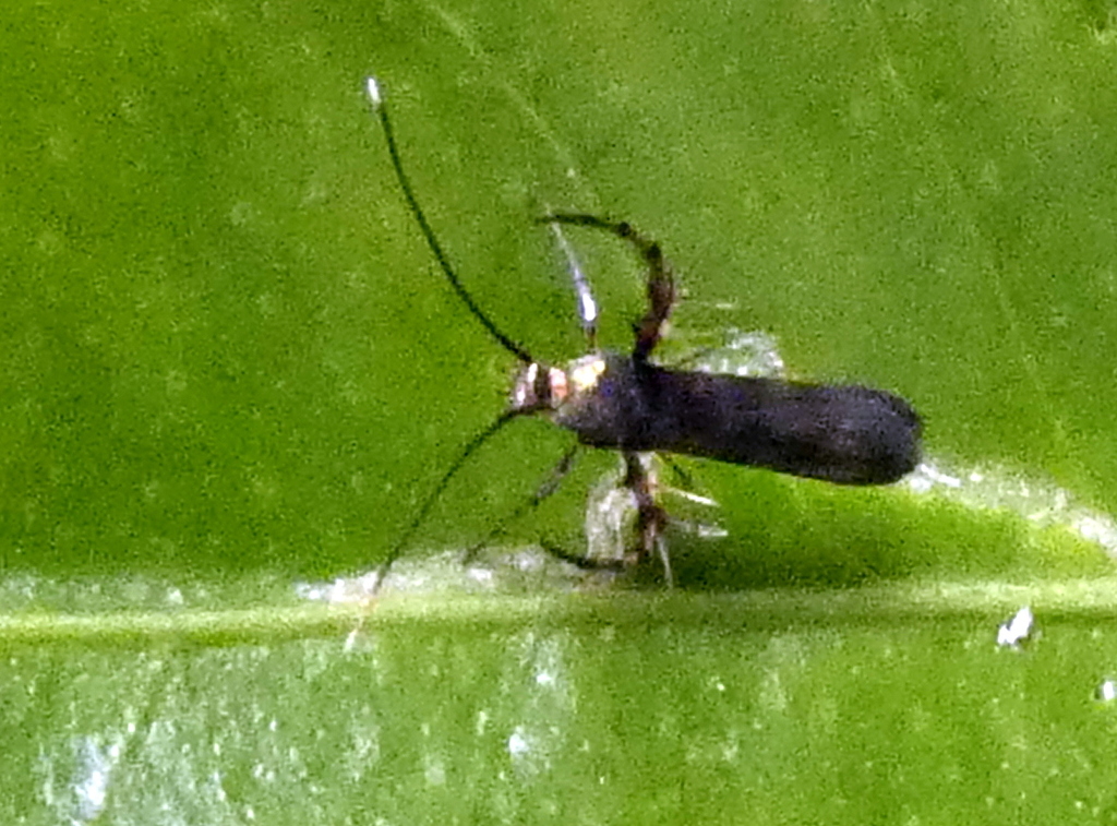 Butterflies and Moths from Zona rural de Paudalho - Pernambuco on March ...