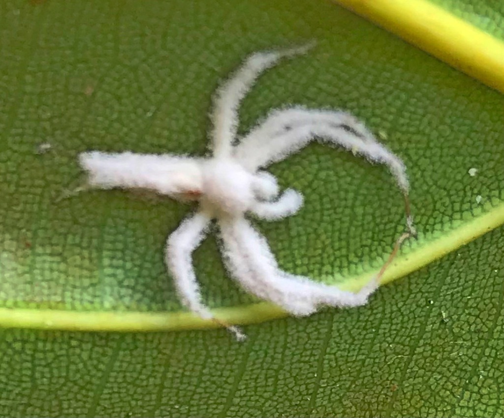 Typical Spiders from Zona rural de Paudalho - Pernambuco on March 19 ...