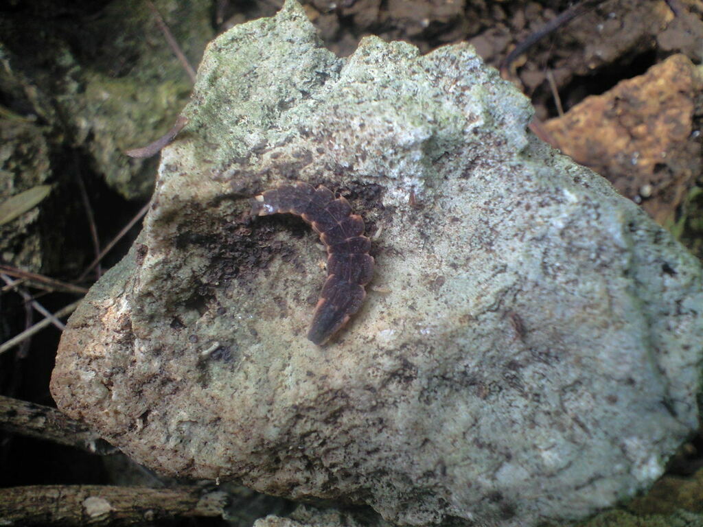 Pyrocoelia miyako in March 2012 by hakkahamushi · iNaturalist