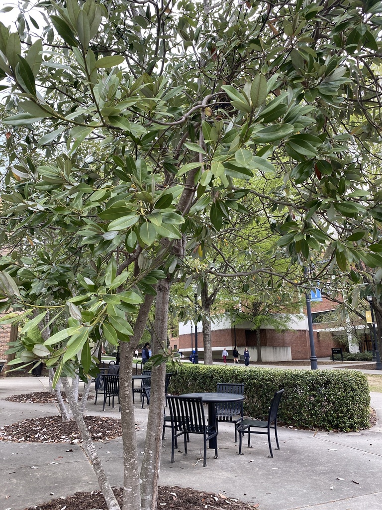 sweetbay magnolia from University of Tennessee at Chattanooga ...