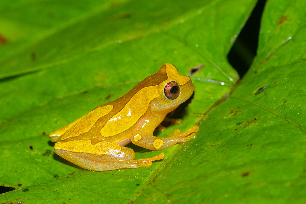 Dendropsophus leucophyllatus (Beireis, 1783)
