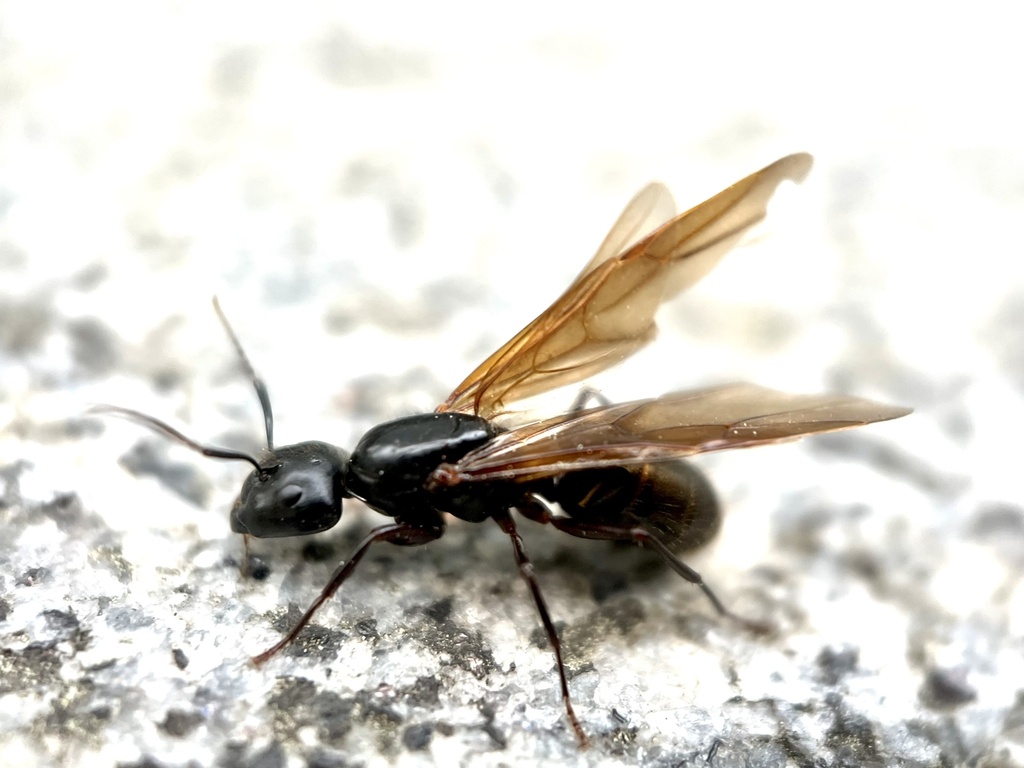 Eastern Black Carpenter Ant from Peachtree St NE, Atlanta, GA, US on ...