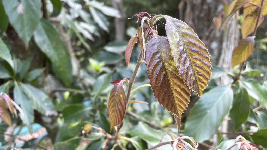 ring-cupped oak in March 2023 by Gregory Mihaich · iNaturalist