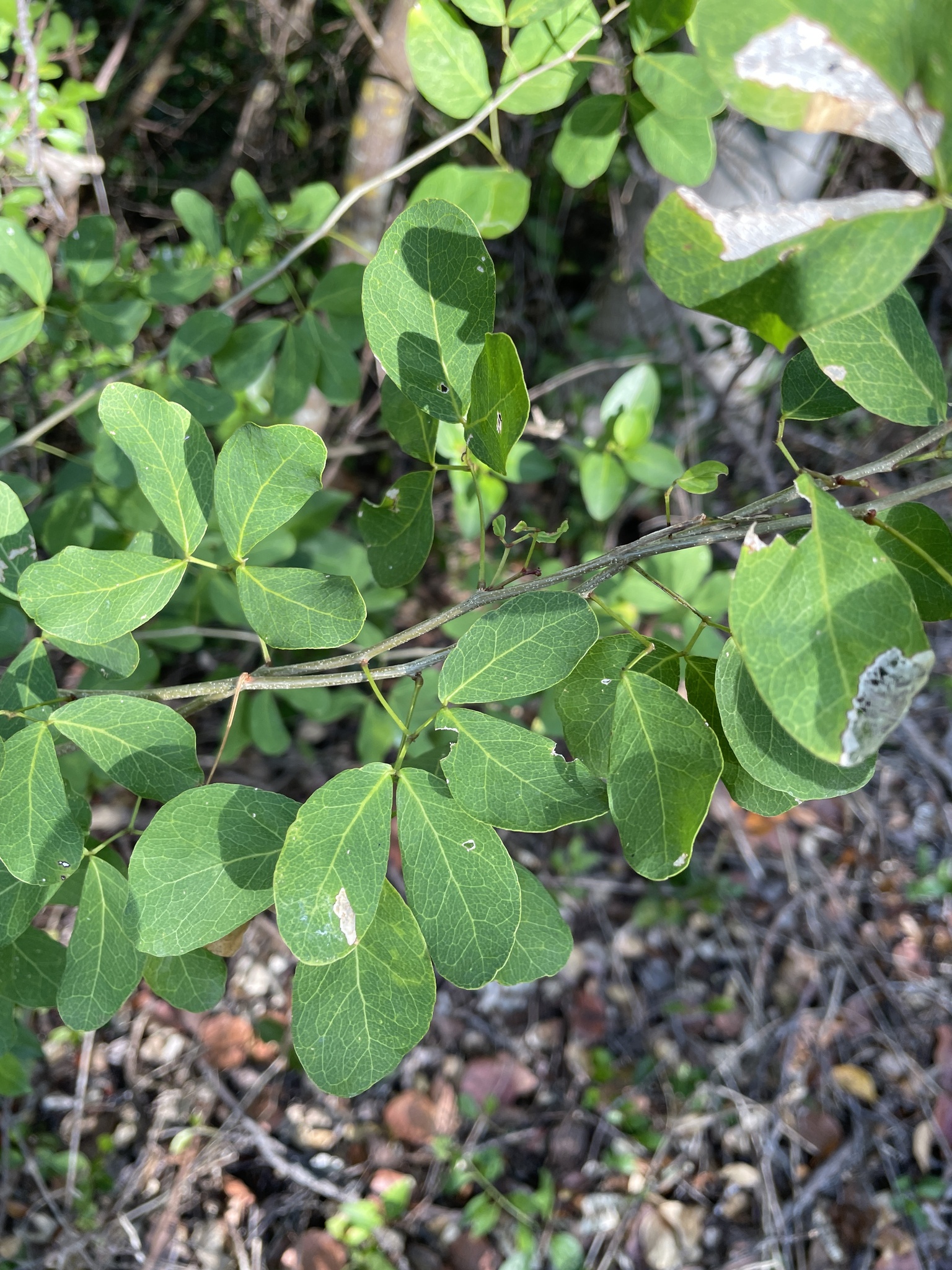 Pithecellobium unguis-cati (L.) Benth.