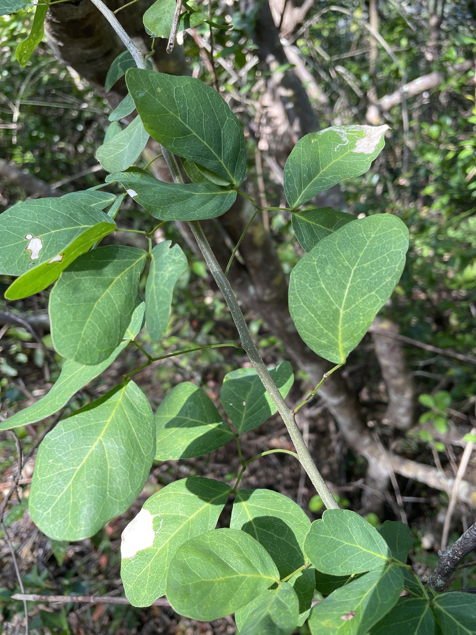 Pithecellobium unguis-cati (L.) Benth.