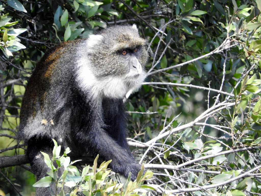Kolb's Monkey (Cercopithecus mitis kolbi) - Know Your Mammals
