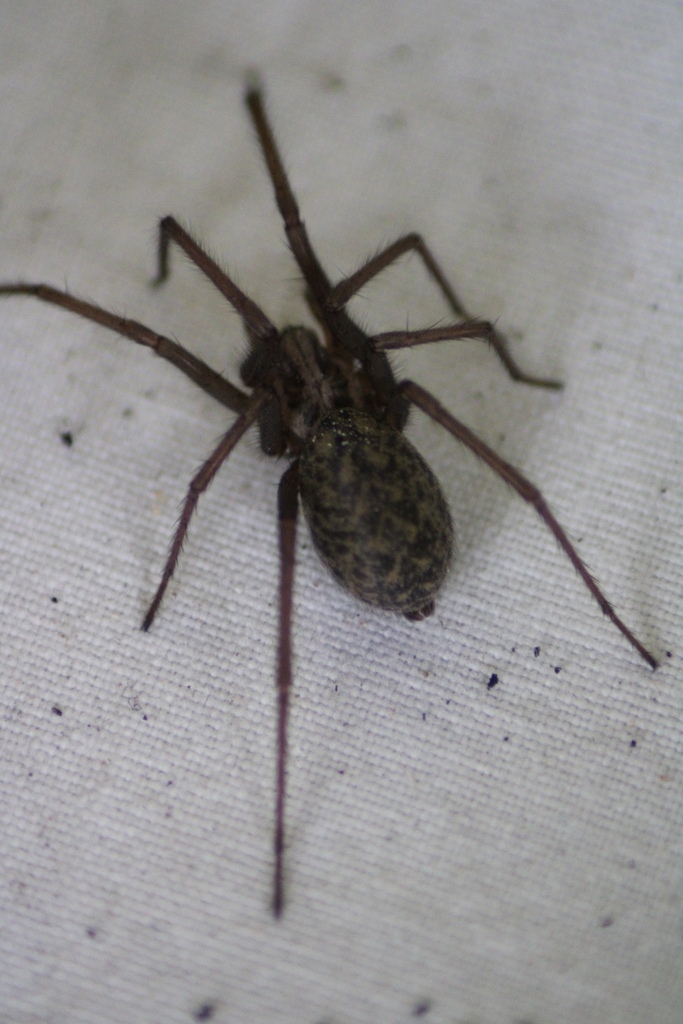 Giant House Spider from Lobau, Wien, Österreich on March 31, 2023 at 01 ...