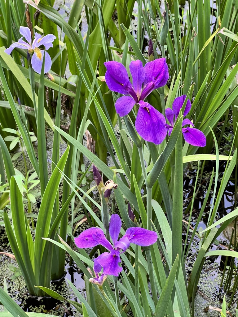 giant blue iris from Pasadena, TX, US on March 10, 2023 at 05:21 PM by ...