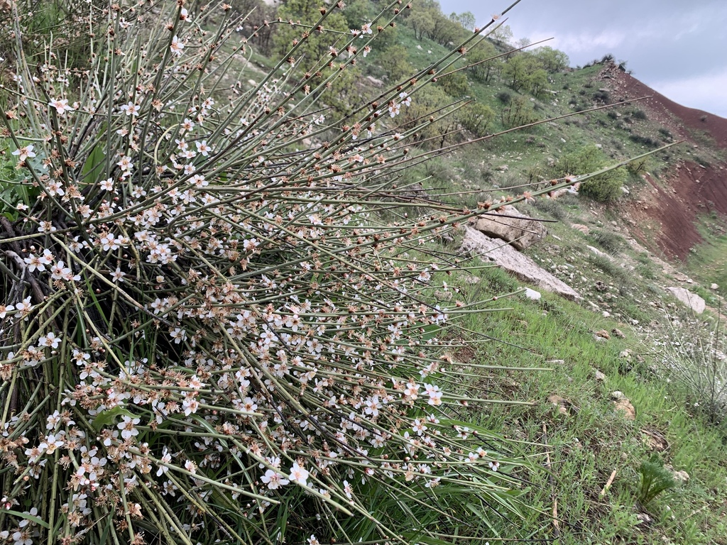 Prunus arabica from Koysenjaq, Iraq on March 31, 2023 at 04:35 PM by ...
