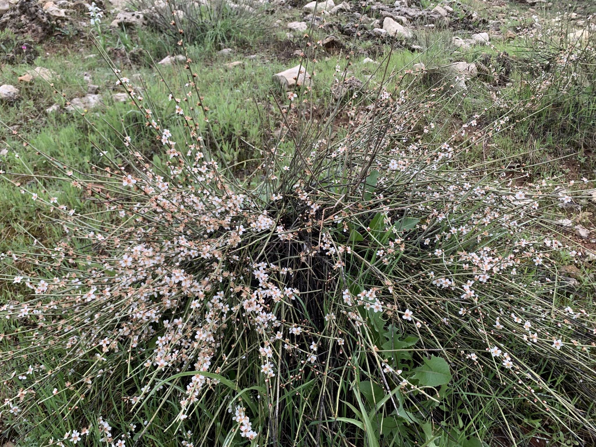 Prunus arabica (Oliv.) Meikle