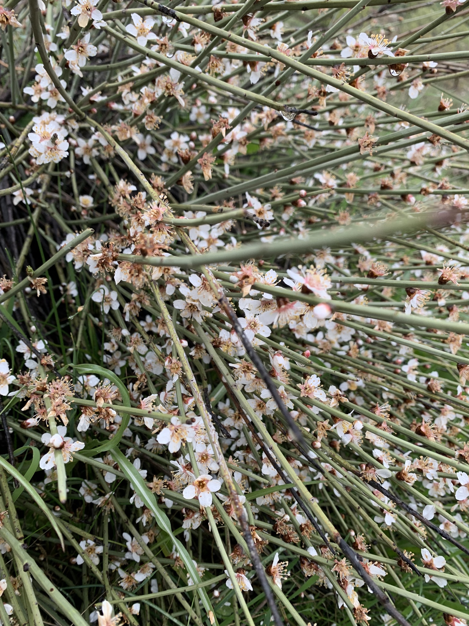 Prunus arabica (Oliv.) Meikle