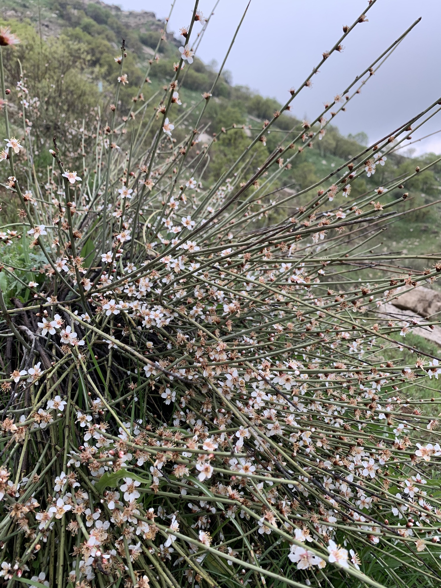 Prunus arabica (Oliv.) Meikle