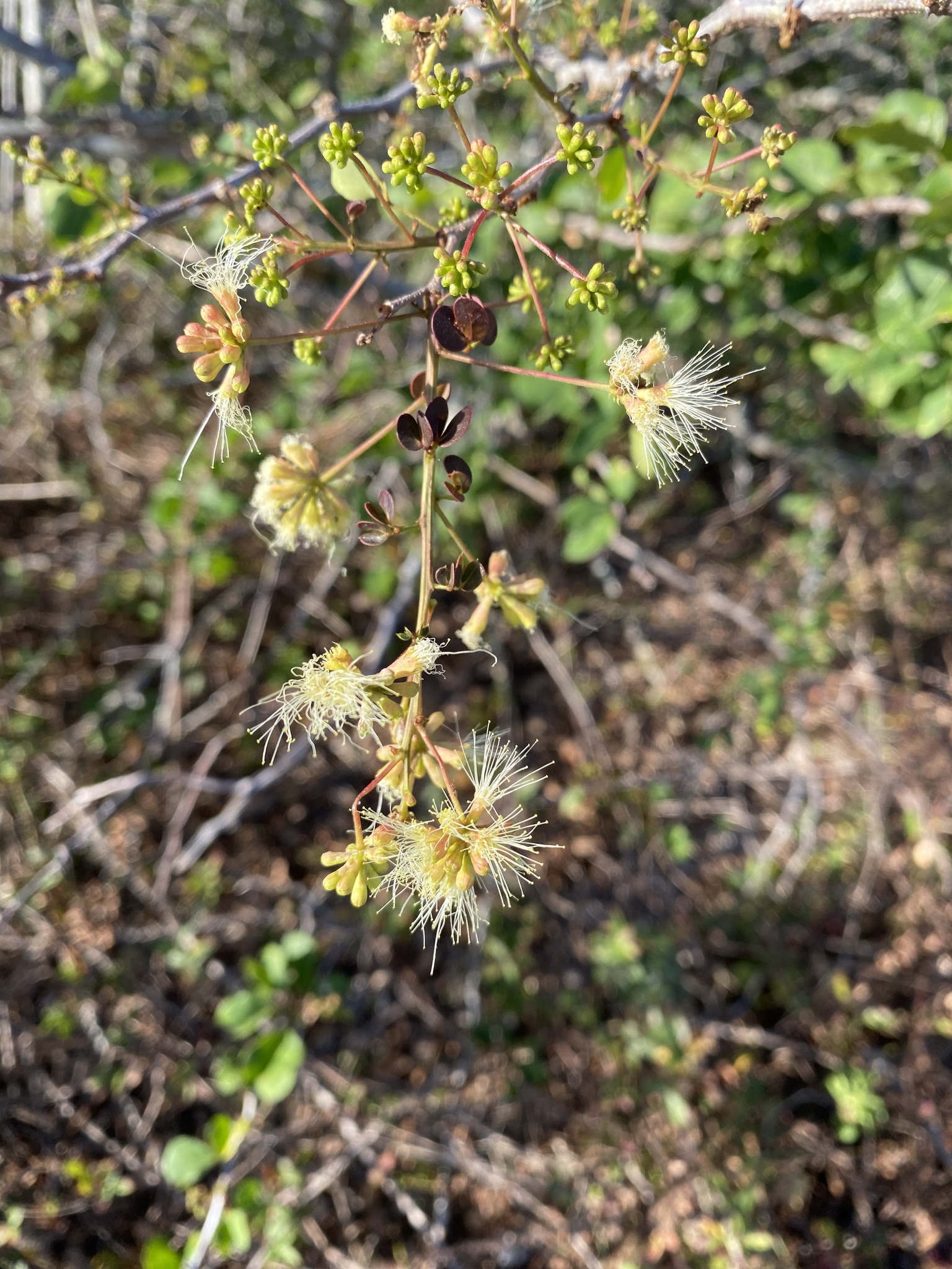 Pithecellobium unguis-cati (L.) Benth.