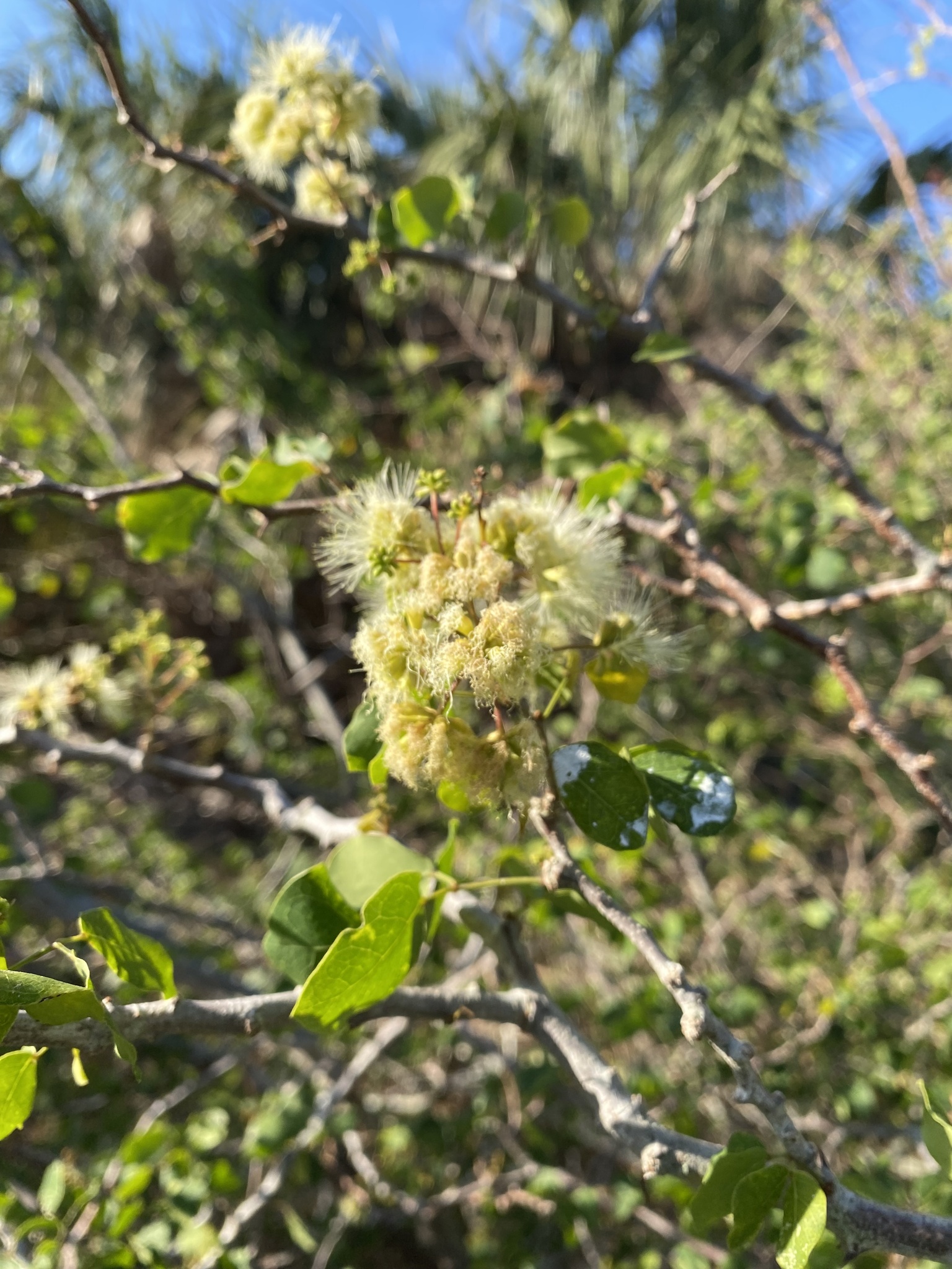 Pithecellobium unguis-cati (L.) Benth.
