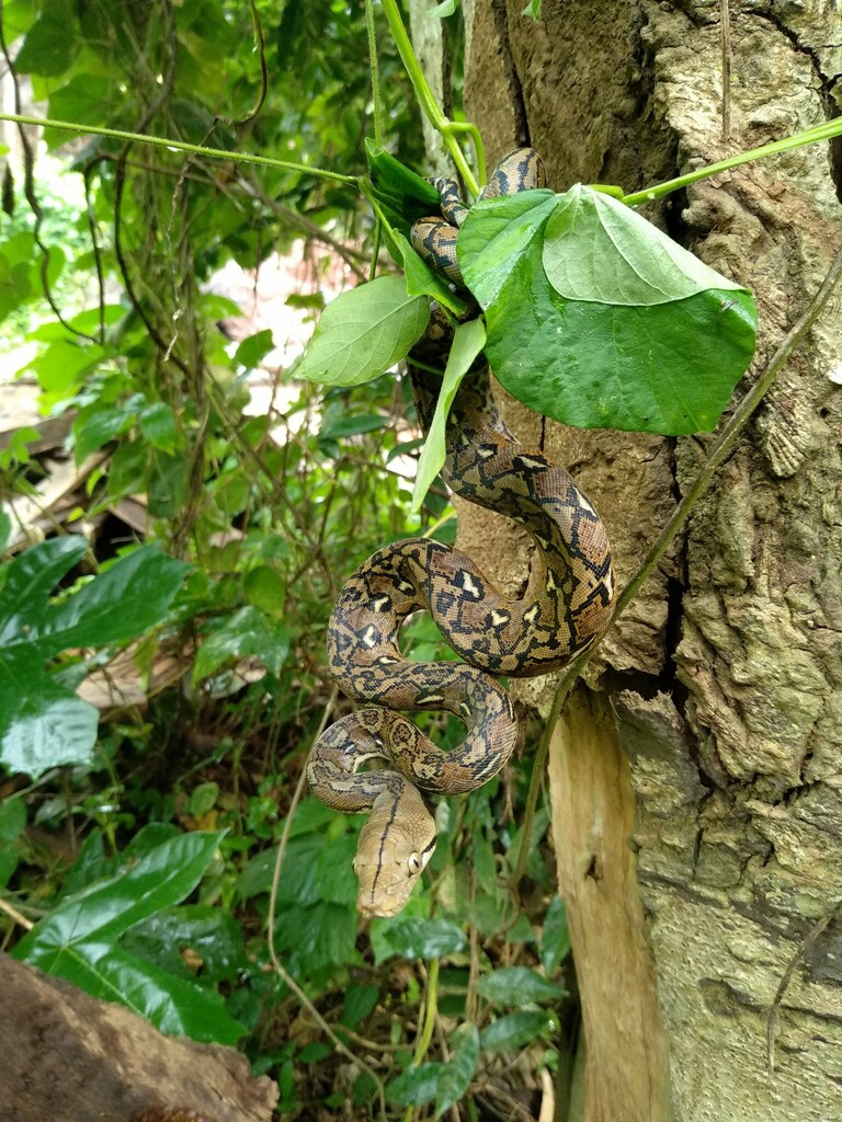 Reticulated Python from Taytay, 1920 Rizal, Philippines on August 20 ...