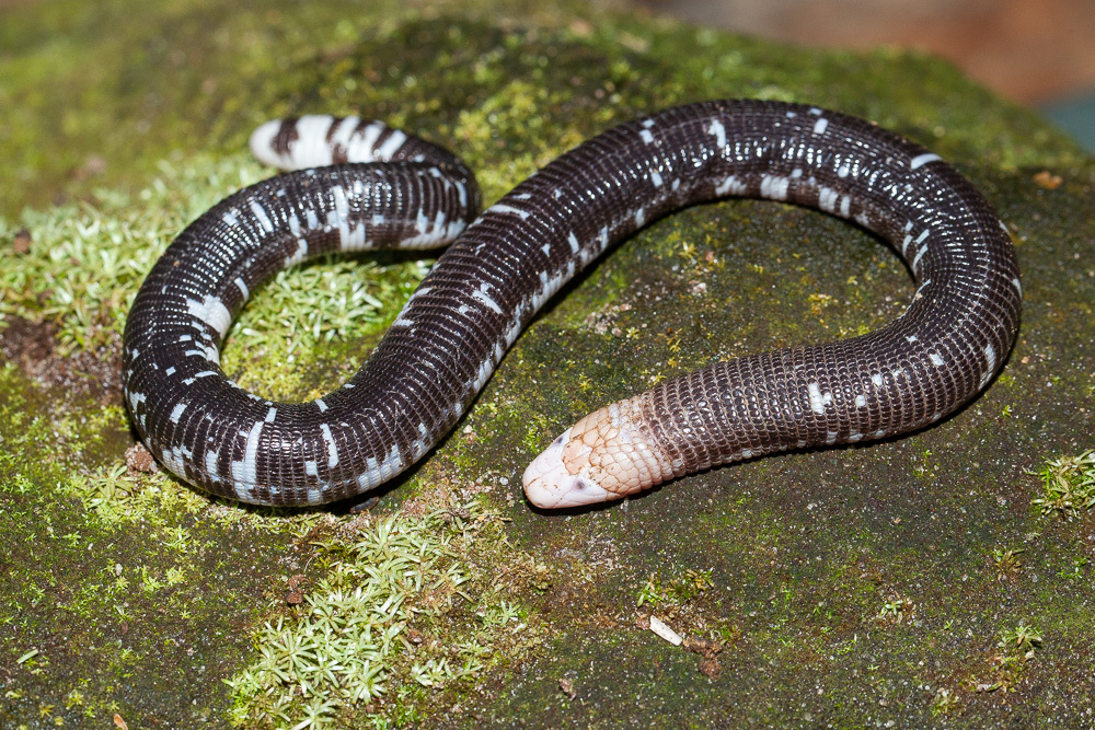 Amphisbaena Linnaeus, 1758