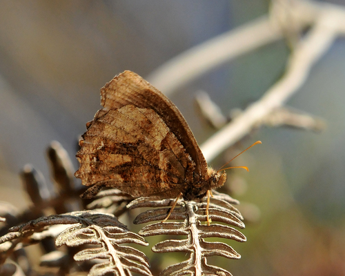 Steroma polyxo · iNaturalist