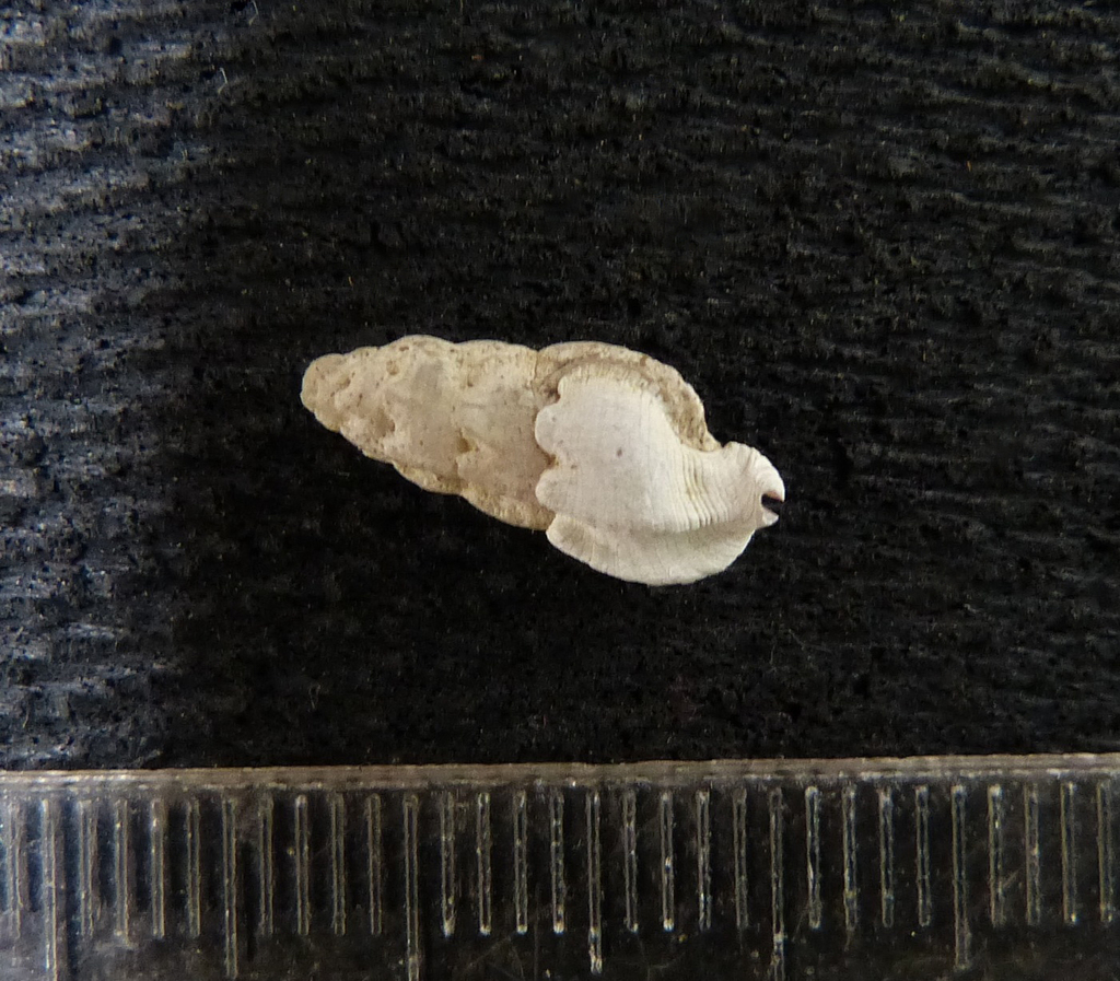 Aspella pyramidalis from Salango, Ecuador on February 01, 1993 by papernautilus · iNaturalist