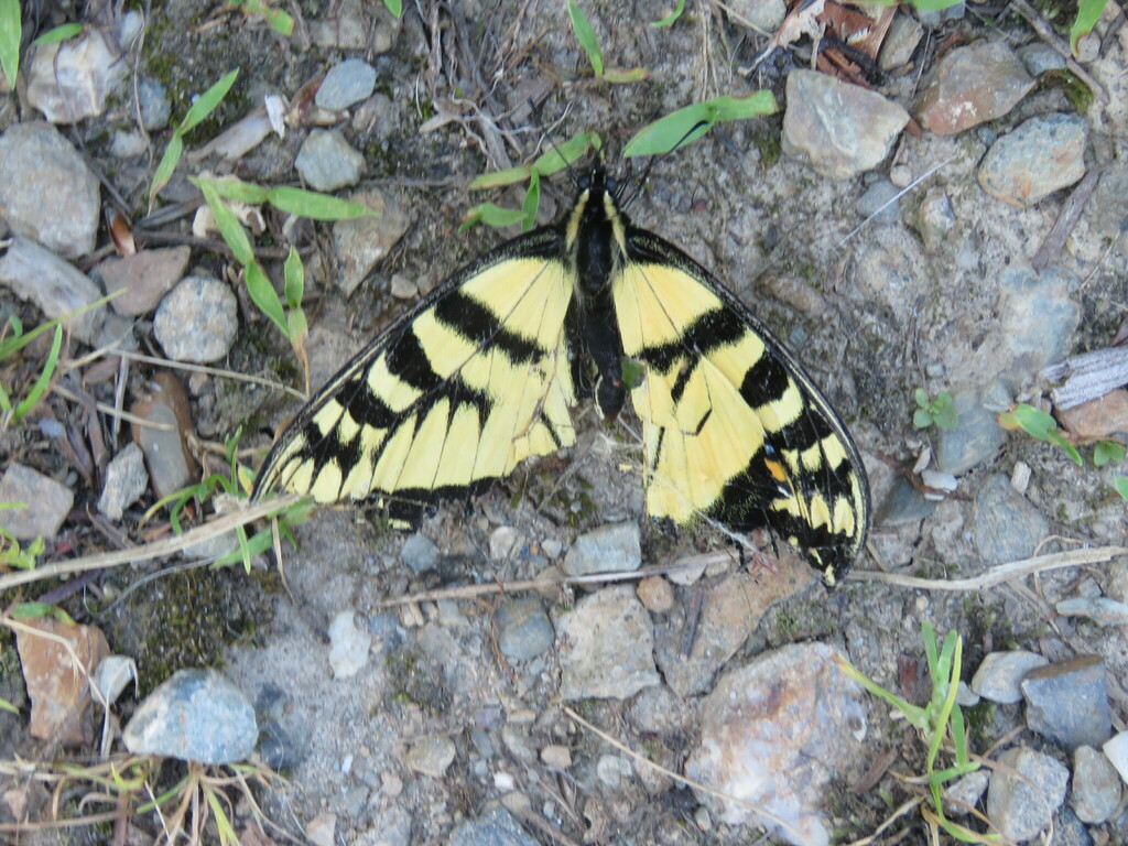 Tiger Swallowtails and Allies from 599 Westford-Milton Rd, Westford, VT ...