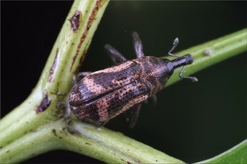 Género Alcidodes · iNaturalist Mexico