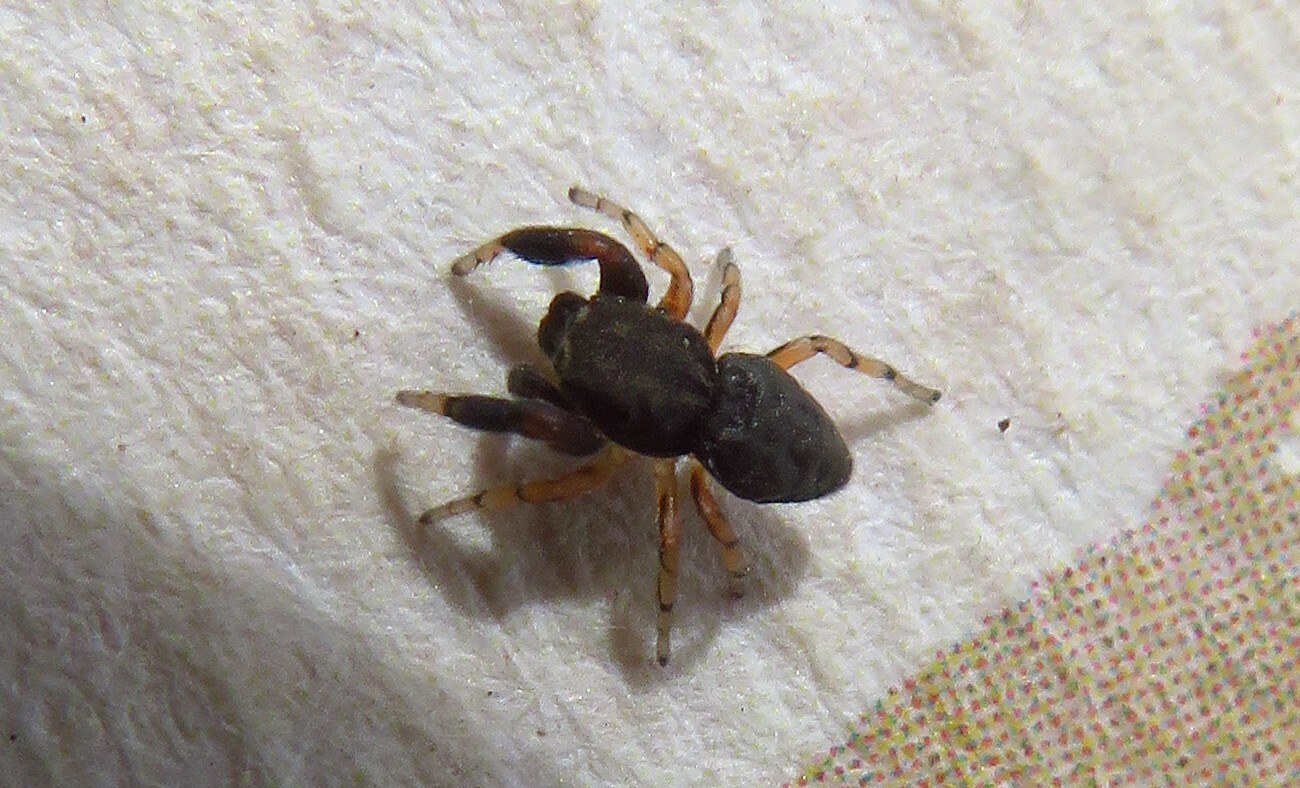 Ballus chalybeius (Walckenaer, 1802)