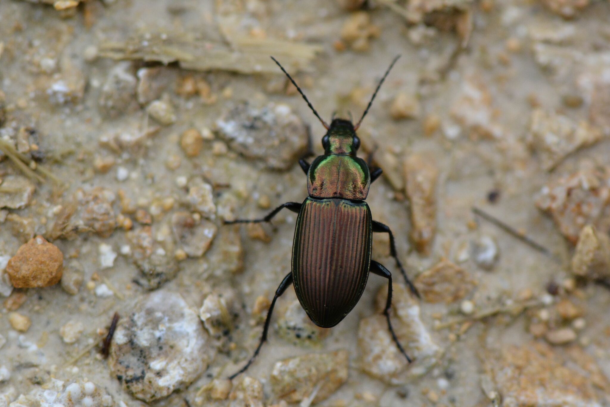 Poecilus cupreus (Linnaeus, 1758)