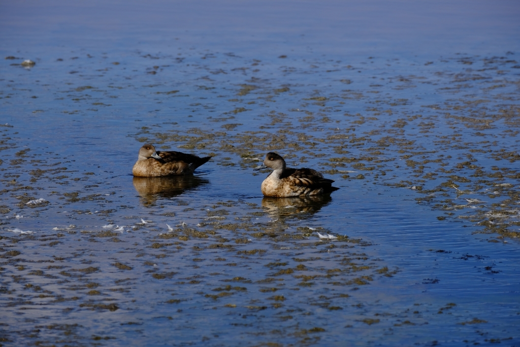 Crested Duck from Laguna Colorada on March 19, 2023 at 05:24 PM by ...