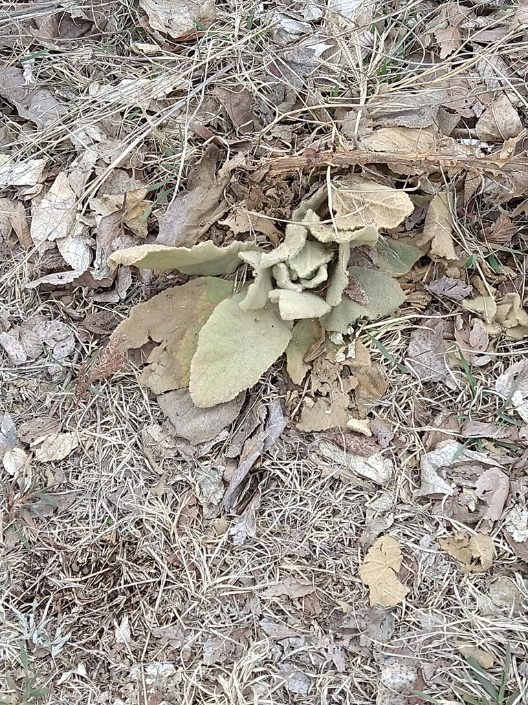 great mullein from Kearney, NE, USA on March 31, 2023 at 10:49 AM by ...