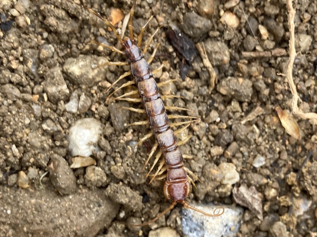 Banded Centipede in March 2023 by lzos · iNaturalist
