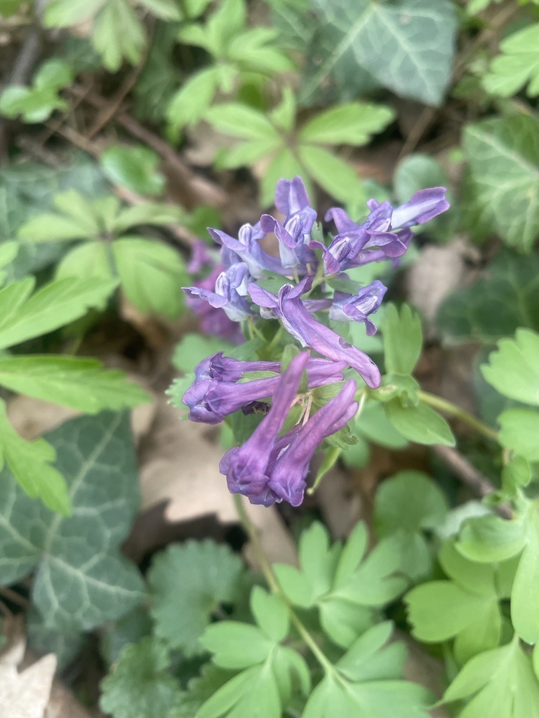 Bird-in-a-bush from National Park Fruska Gora, Ириг, Ap Vojvodina, RS ...