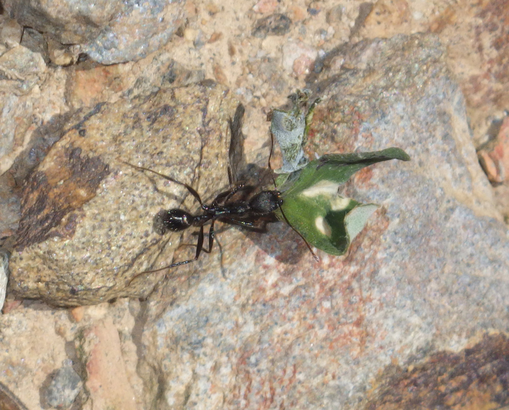 sardoa-group Collared Ants from Kreta, Griechenland on March 31, 2023 ...