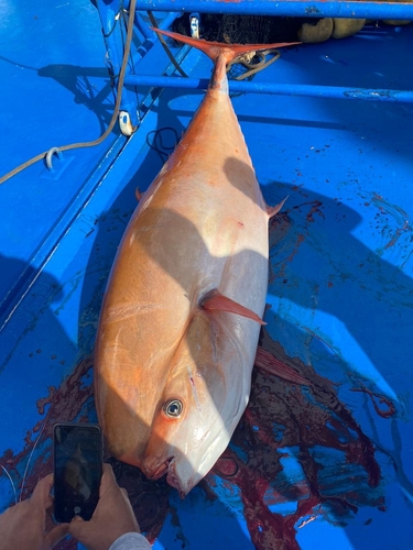 Luvarus imperialis · 愛自然-臺灣(iNaturalist Taiwan)