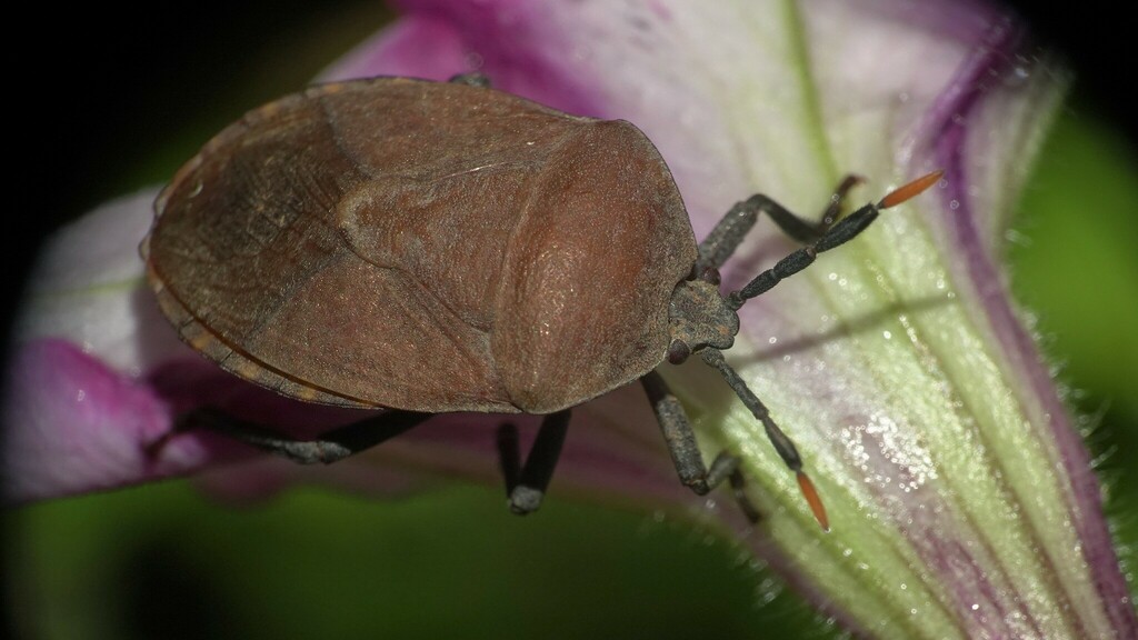 Coridius brunneus from Dharavi, Mumbai, Maharashtra, India on March 29 ...