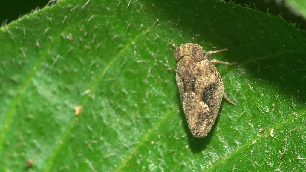 Issid Planthoppers from Dharavi, Mumbai, Maharashtra, India on March 29 ...