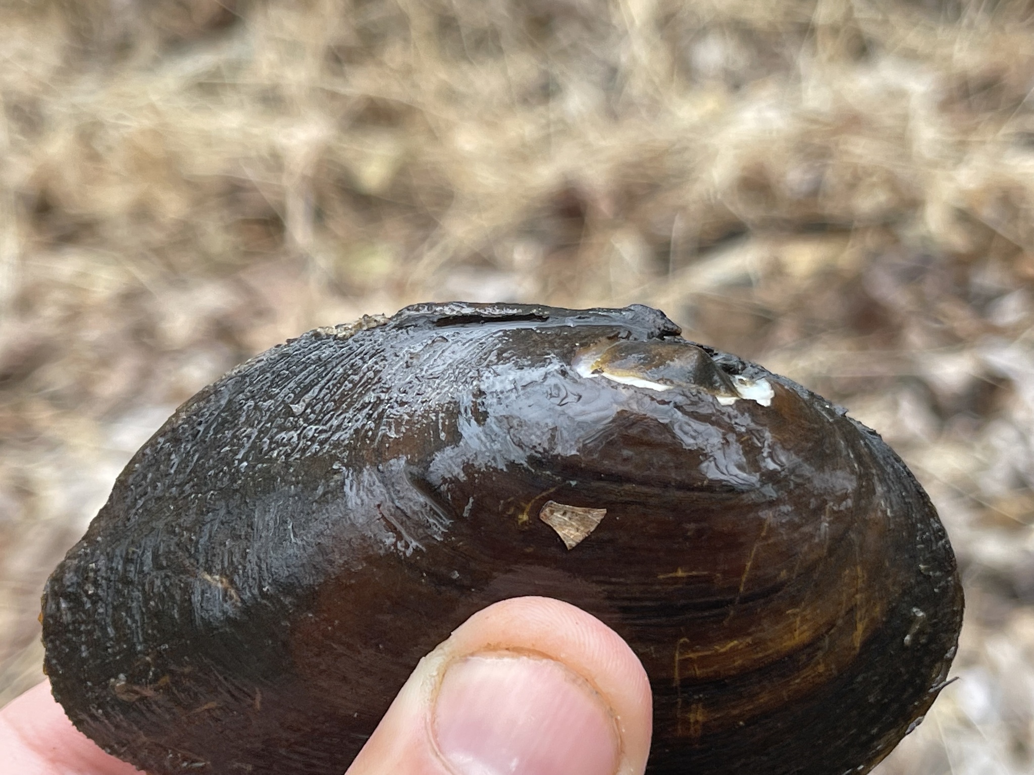 Elliptio complanata (Lightfoot), 1786