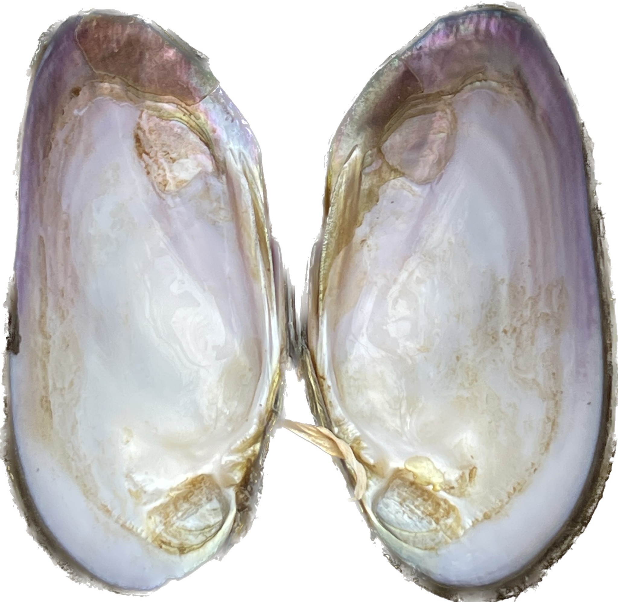 Elliptio complanata (Lightfoot), 1786