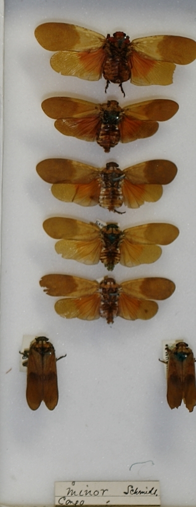 Anecphora minor (Fulgoridae Africa) · iNaturalist