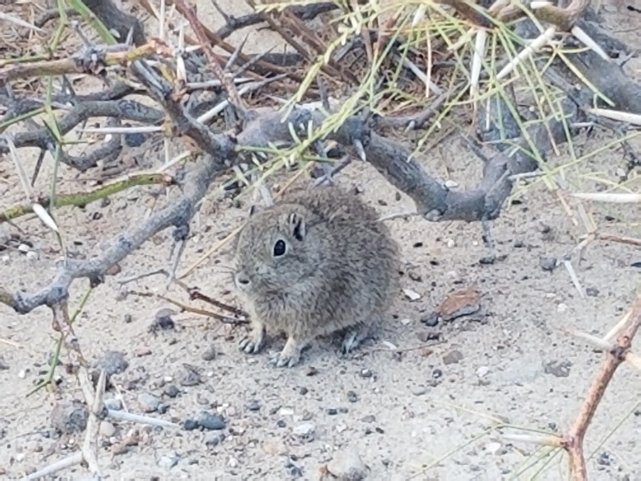 Microcavia H.Gervais & Ameghino, 1880