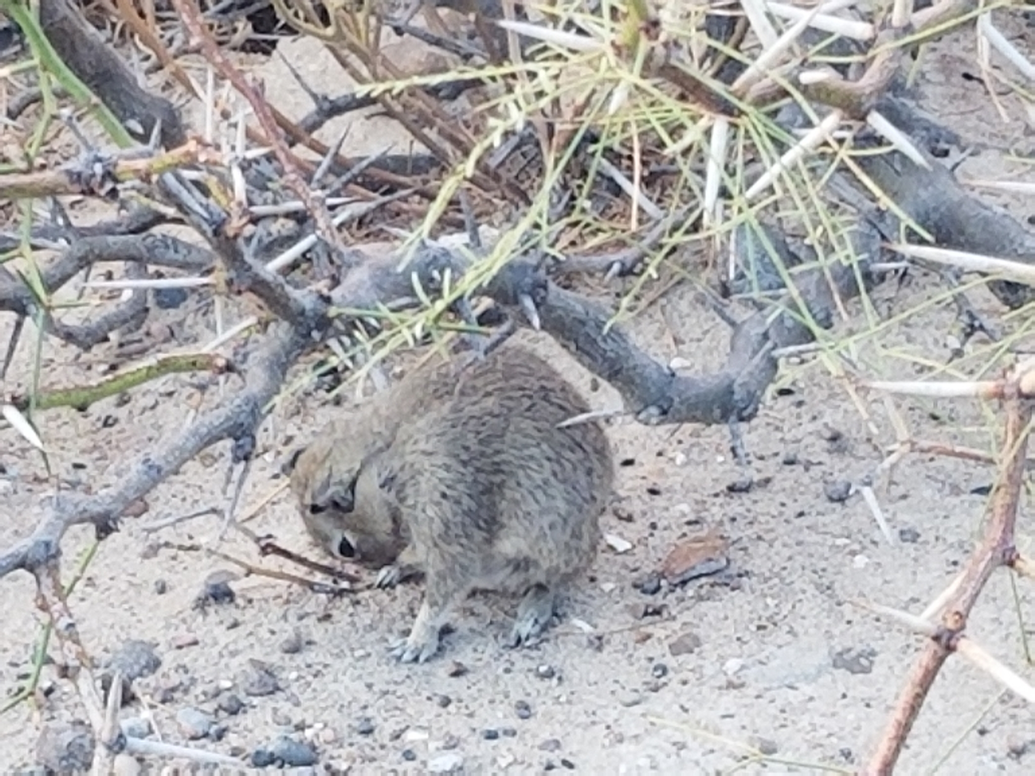 Microcavia H.Gervais & Ameghino, 1880