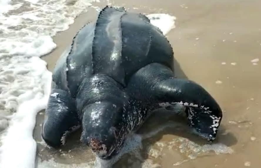 Leatherback Sea Turtle in March 2023 by Gerson Herrera. Fotografia y ...