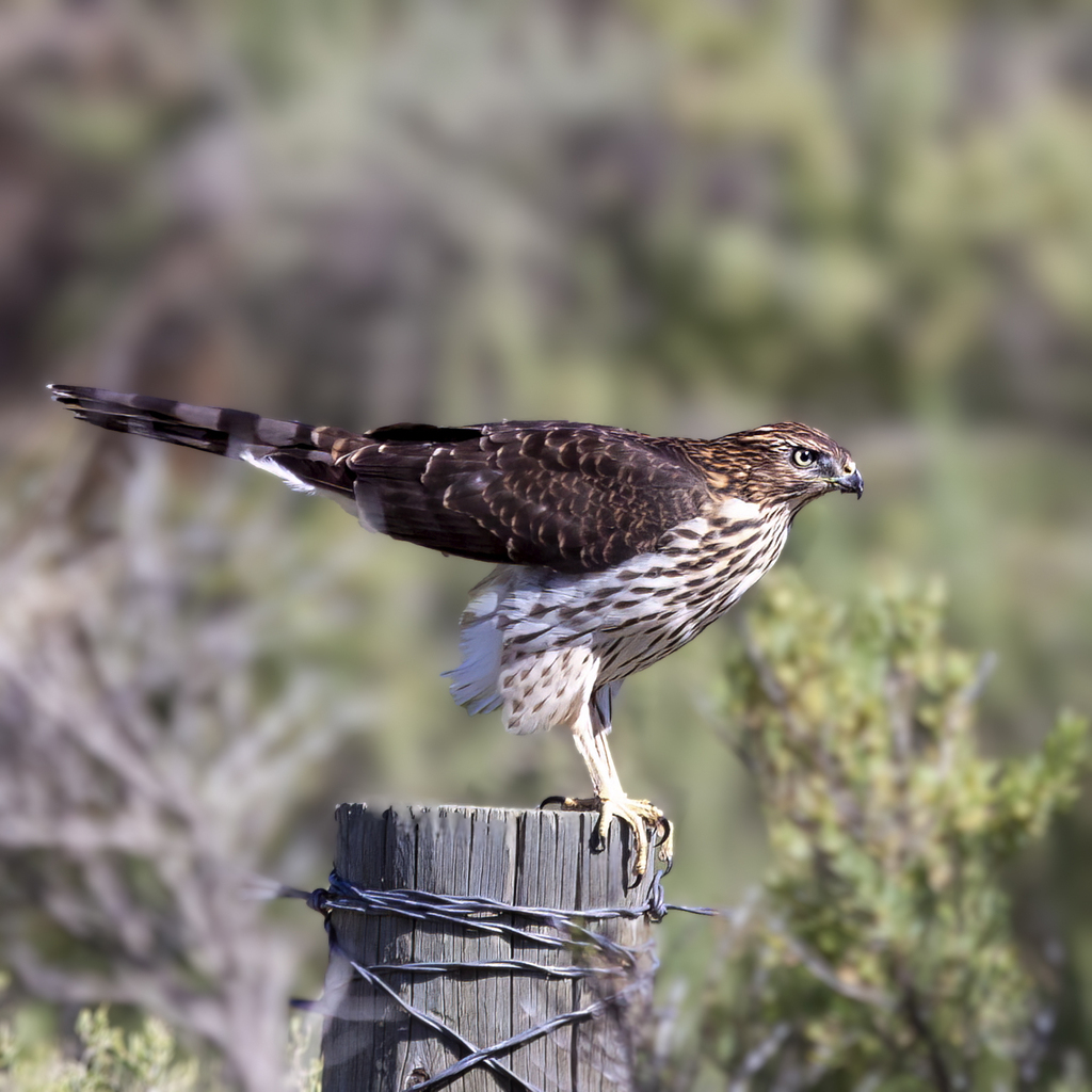 Cooper's Hawk from Rio Blanco County, CO, USA on September 03, 2014 at ...