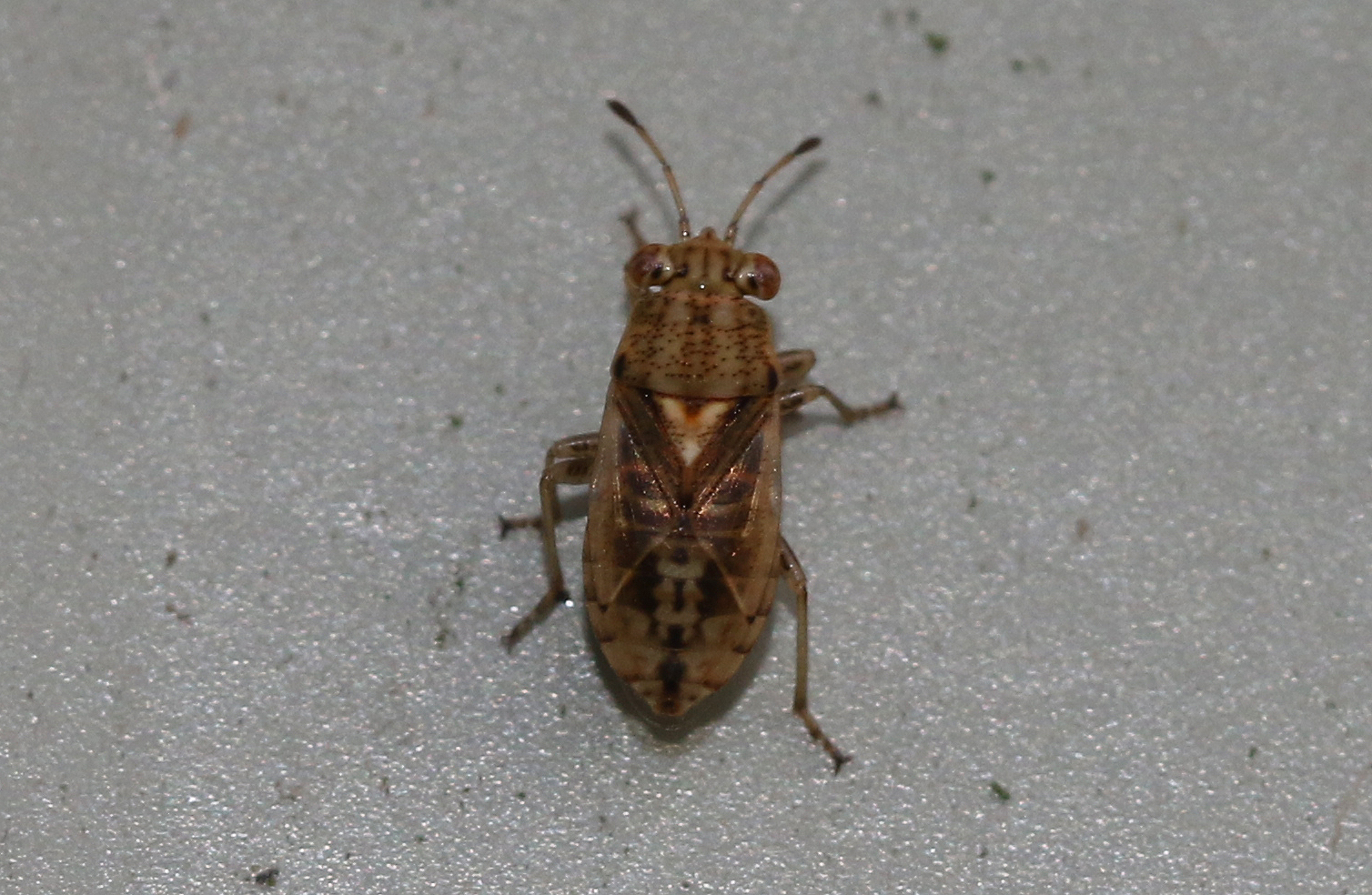 Geocoridae