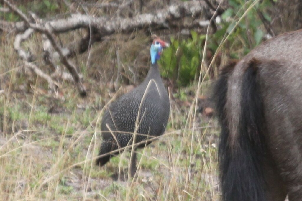 Bushveld Helmeted Guineafowl from Marondera, Zimbabwe on November 23 ...
