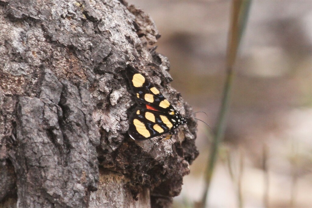 Superb False Tiger from Marondera, Zimbabwe on November 23, 2015 at 06: ...