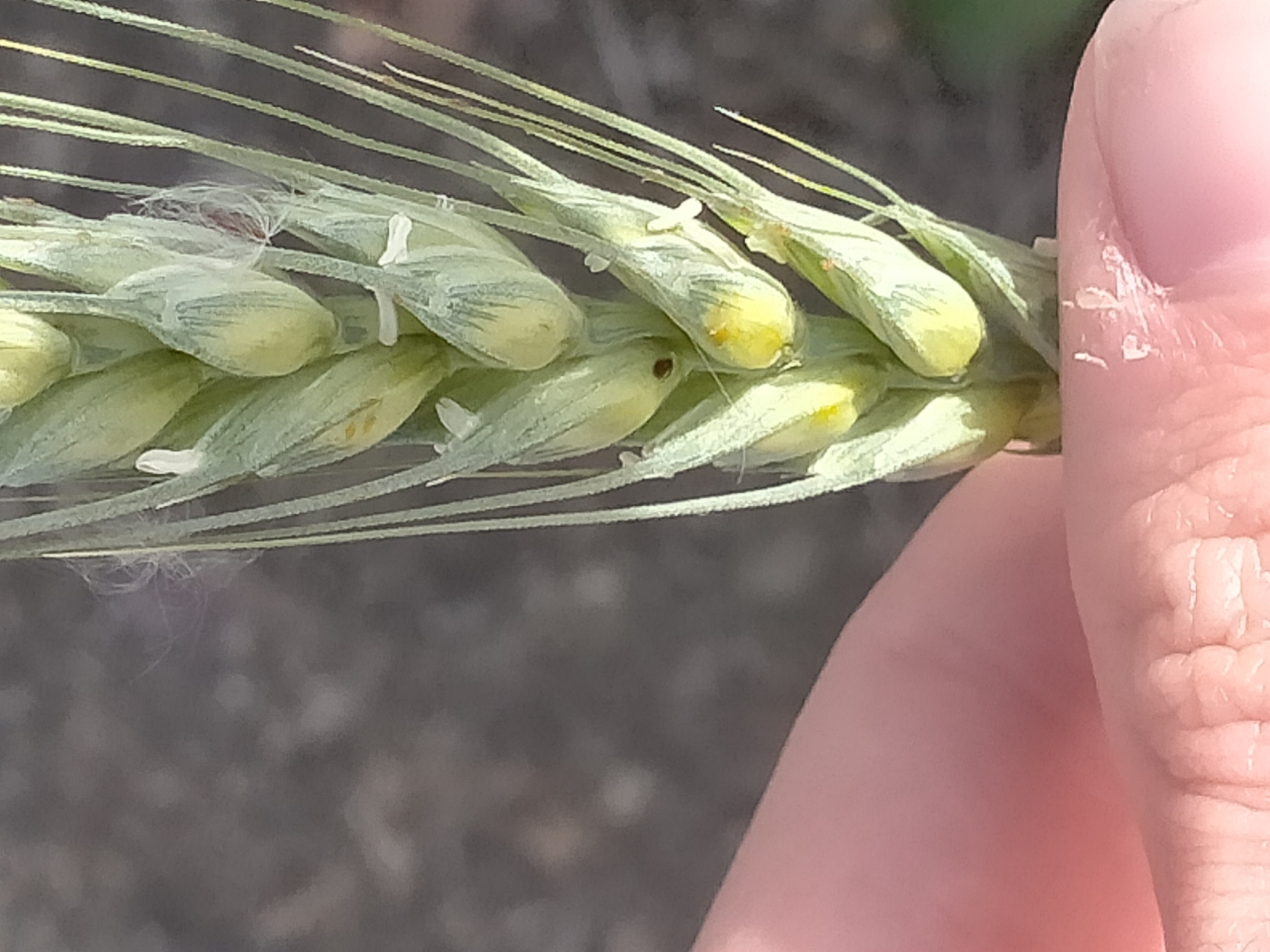 Triticum aestivum L.