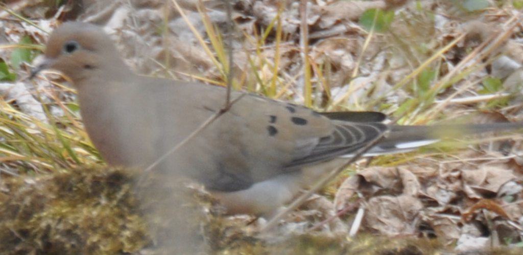 Mourning Dove from Northwest Washington, Washington, DC, USA on March ...