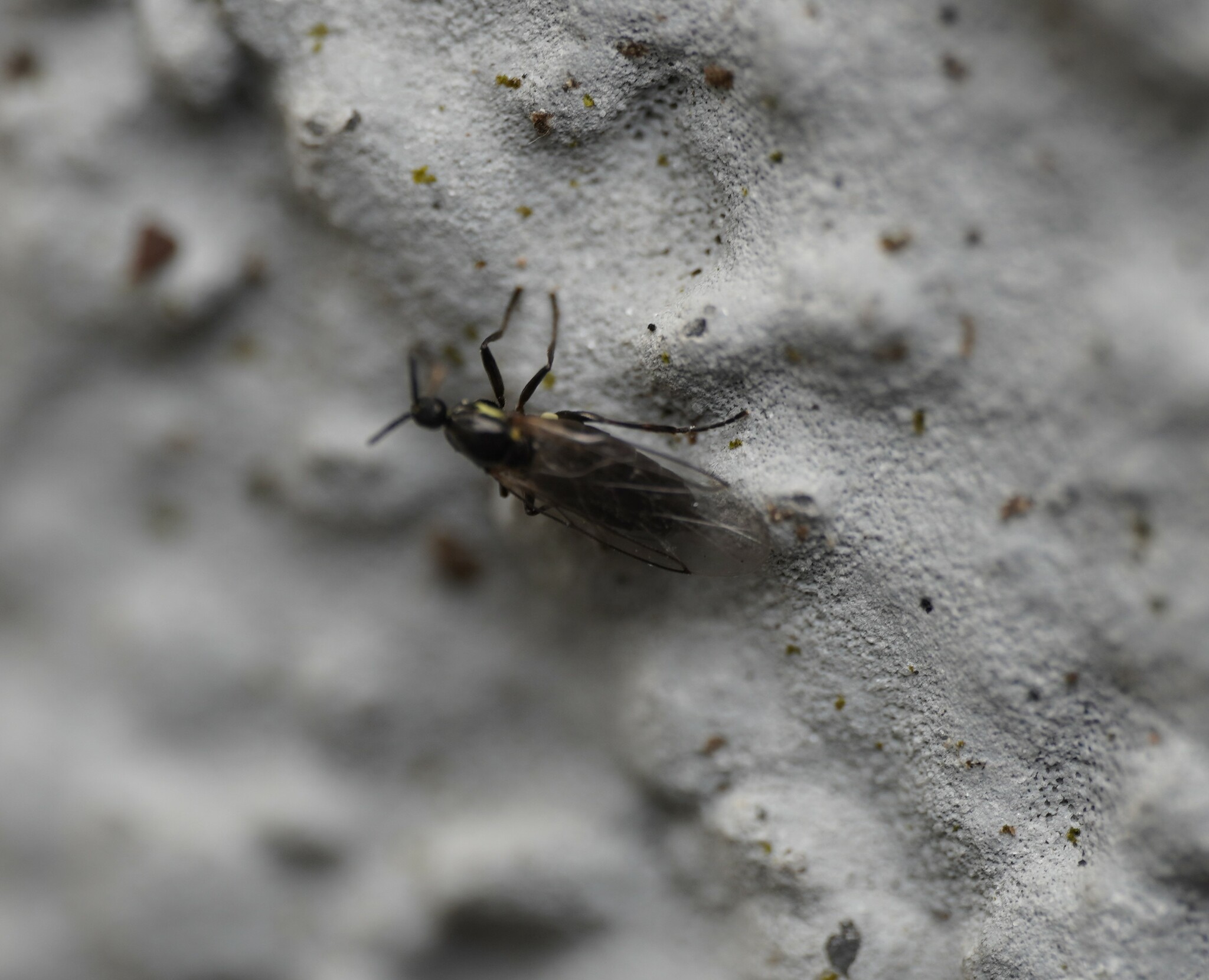 Scatopse notata (Linnaeus, 1758)