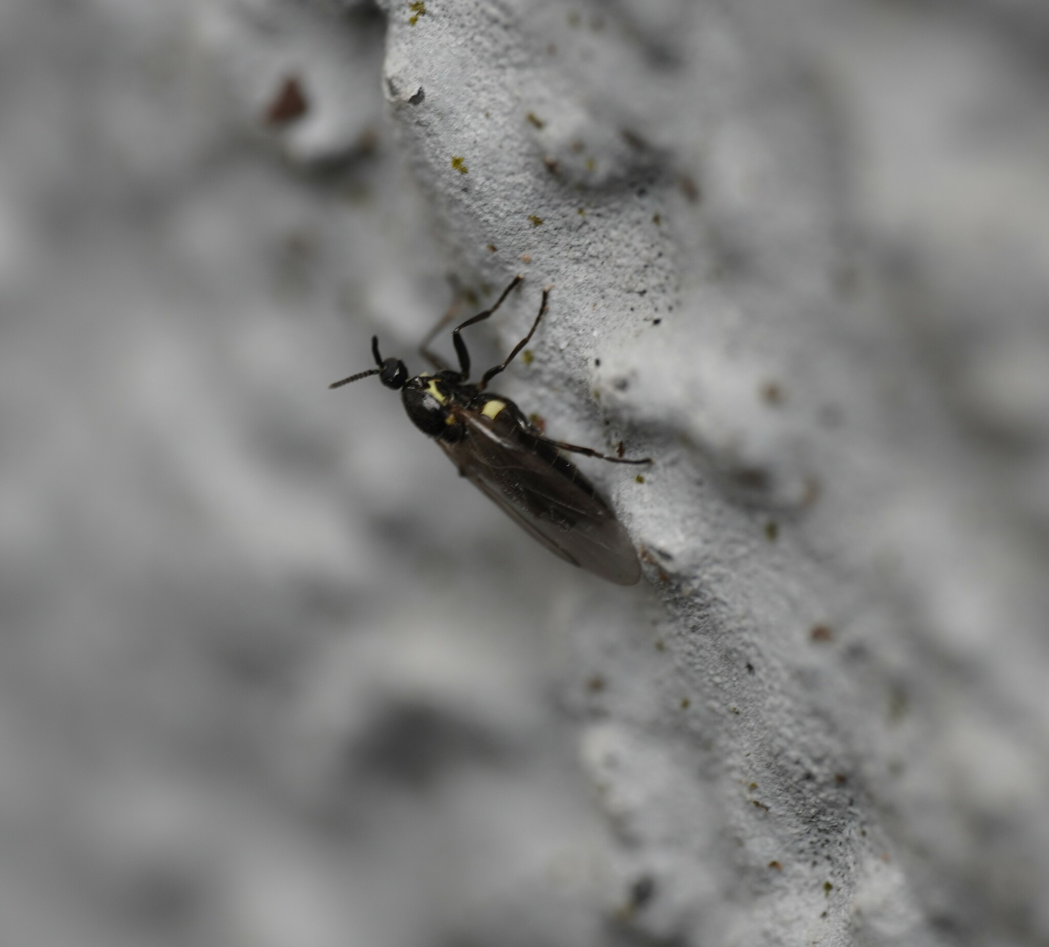 Scatopse notata (Linnaeus, 1758)
